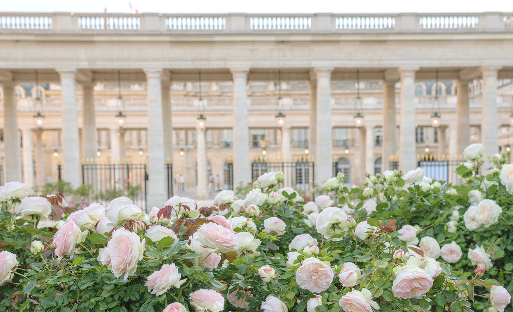 Parisian Elegance – Georgianna Lane